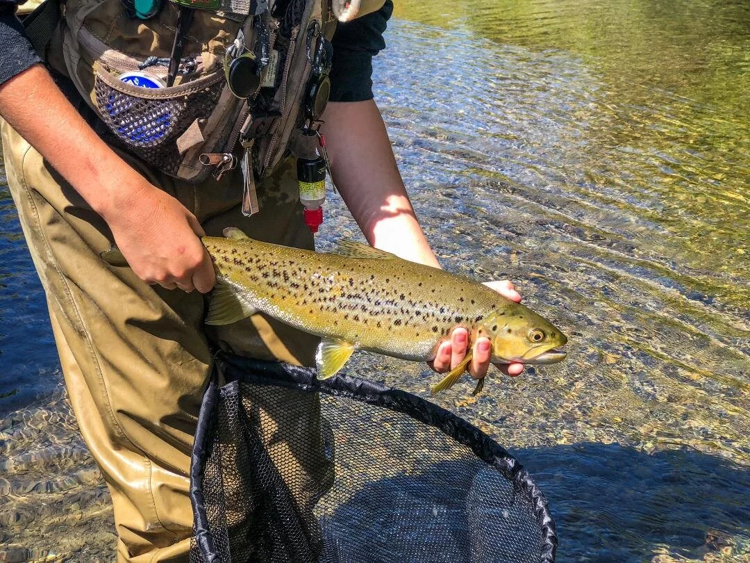 Gallery – Nelson Trout Fishing Club — Nelson Trout Fishing Club