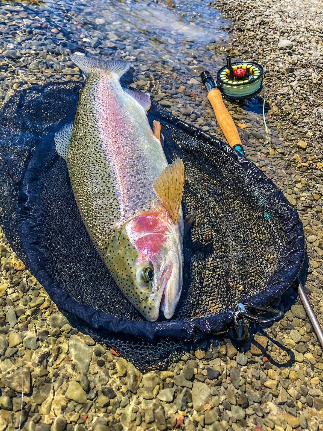 Gallery – Nelson Trout Fishing Club — Nelson Trout Fishing Club