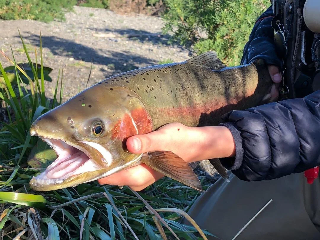 Gallery – Nelson Trout Fishing Club — Nelson Trout Fishing Club