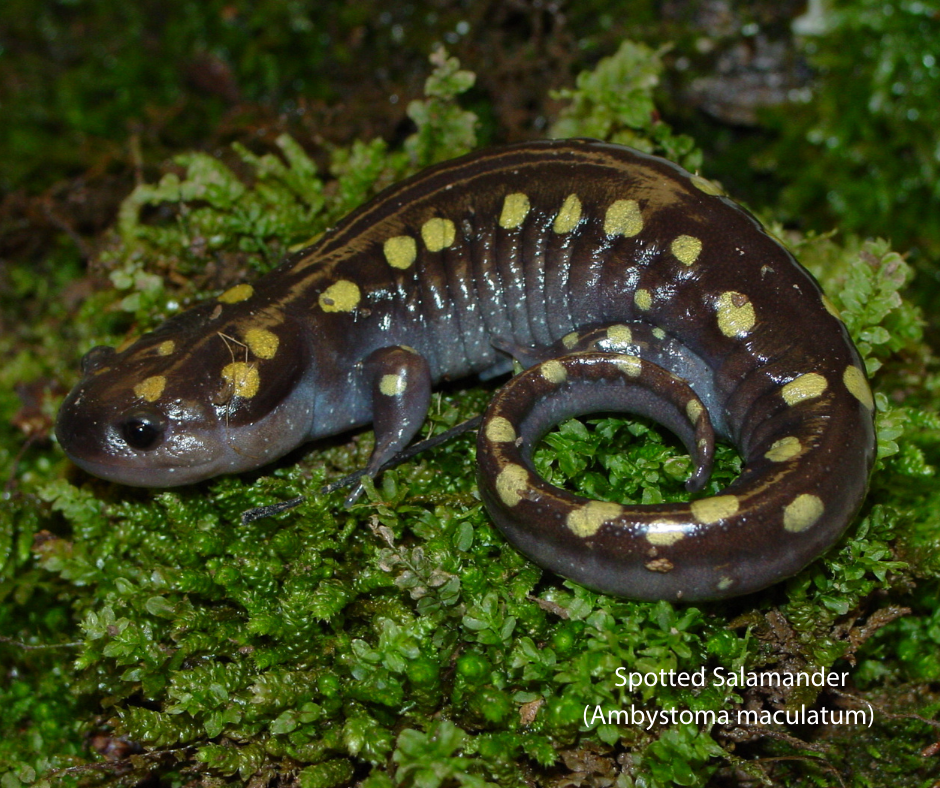Green Spotted Salamander Rescuers Help A Salamander Cross The Road