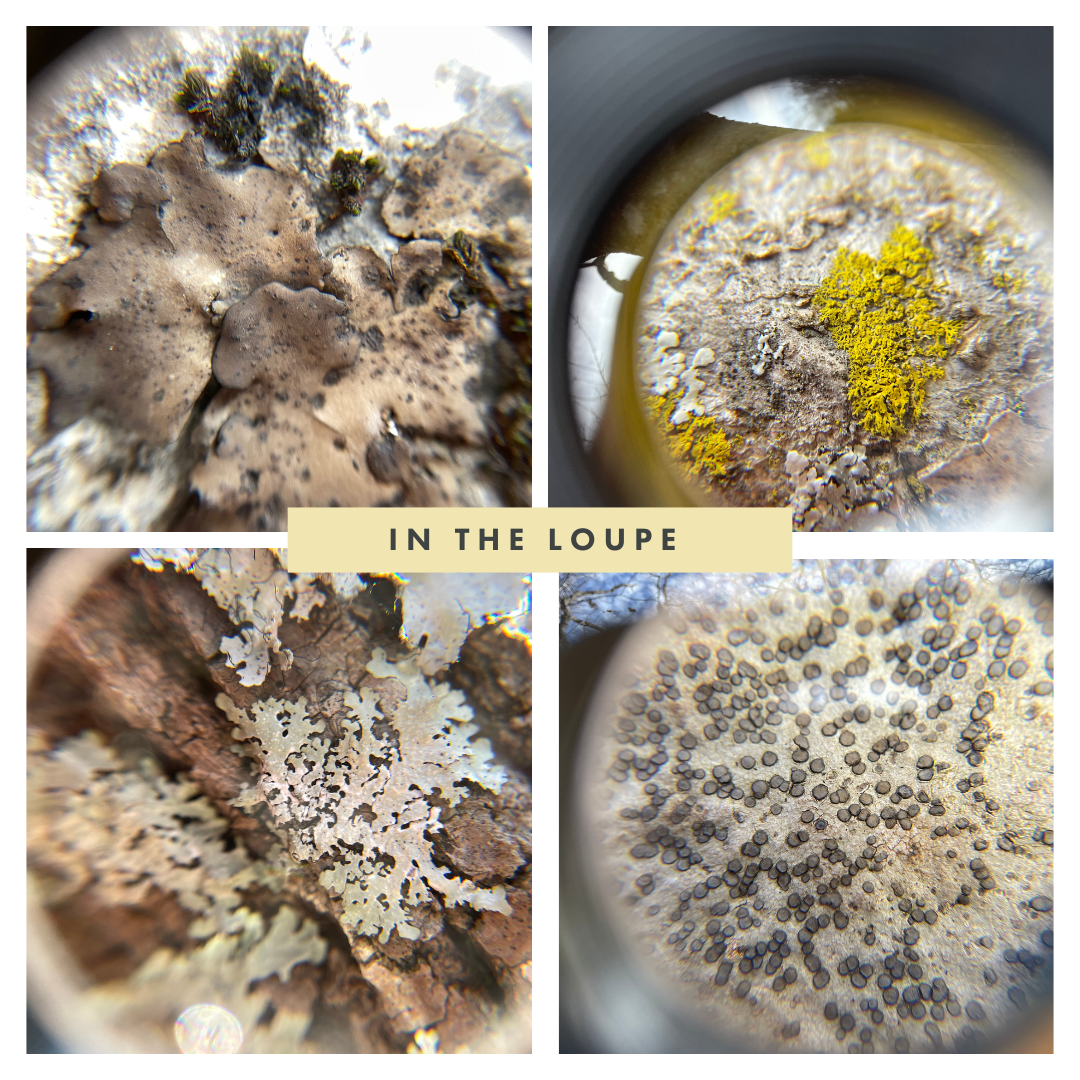 Lichen 2023 — Ruffner Mountain