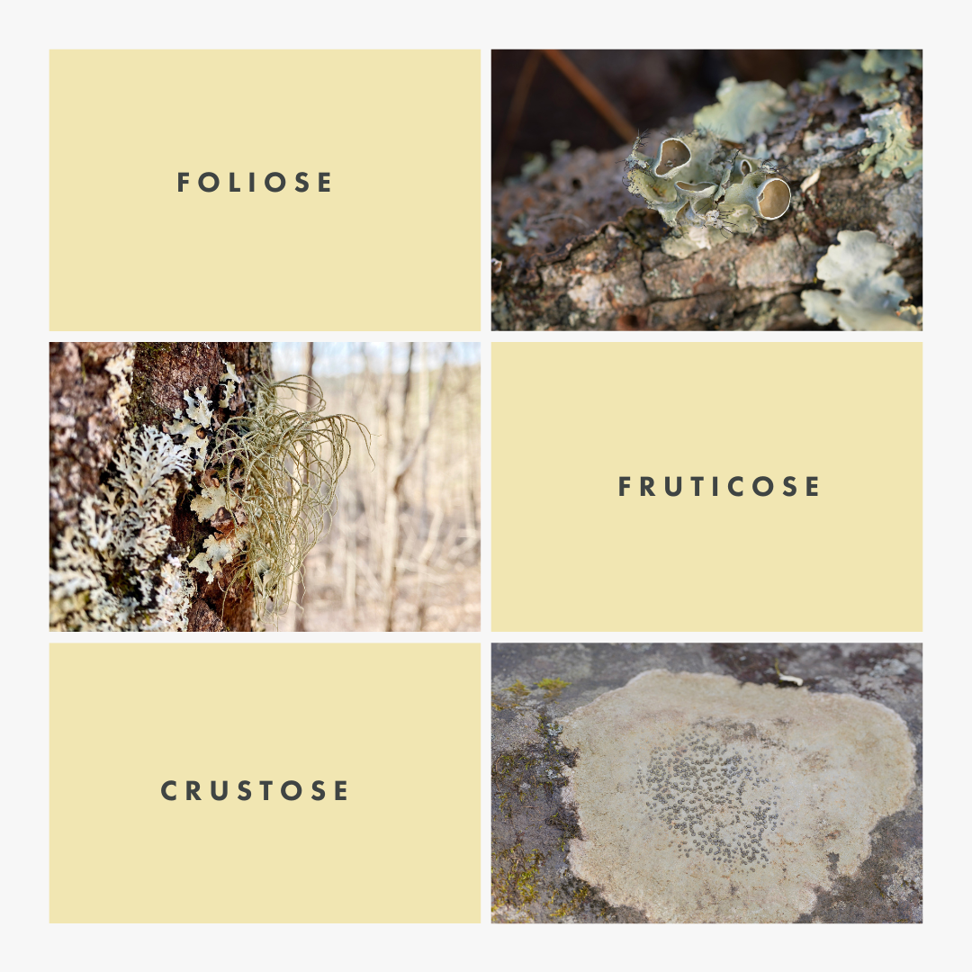 Lichen 2023 — Ruffner Mountain