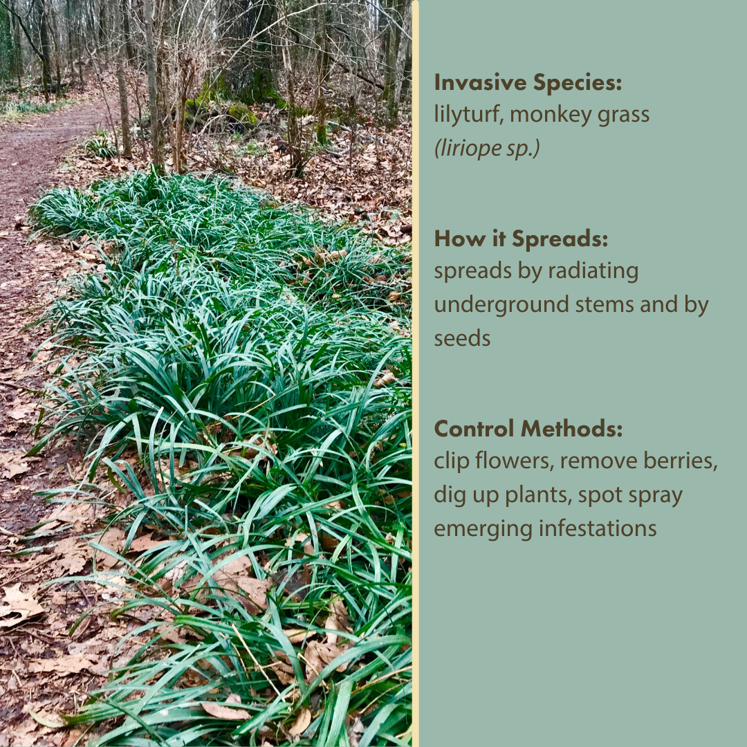 Invasive Species Awareness Week — Ruffner Mountain
