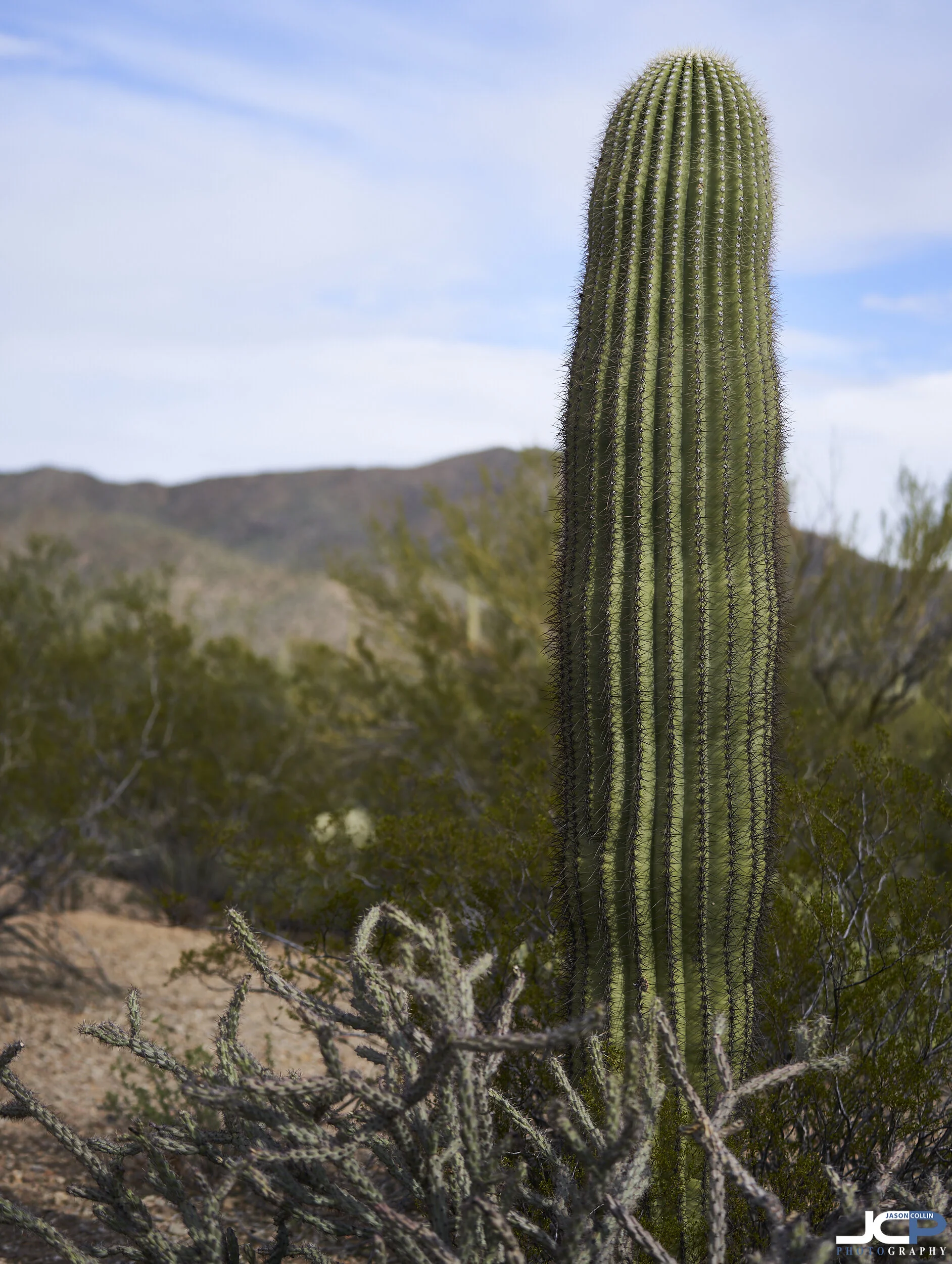 Saguaro Cactus of the Sonoran Desert in Tucson Arizona — Jason Collin ...