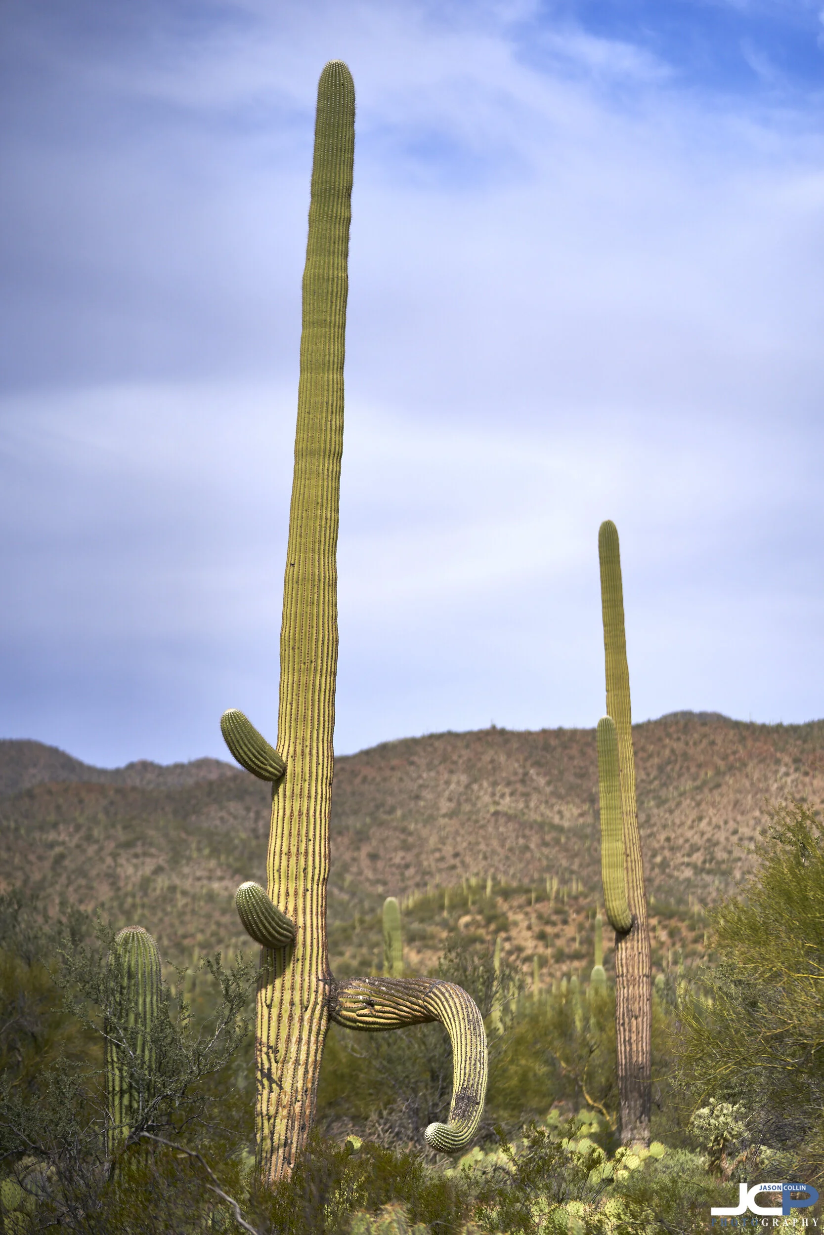 Saguaro Cactus of the Sonoran Desert in Tucson Arizona — Jason Collin ...