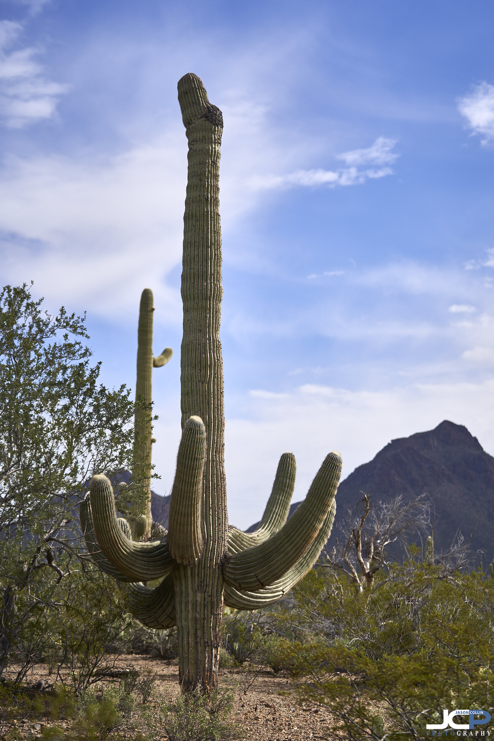 Saguaro Cactus of the Sonoran Desert in Tucson Arizona — Jason Collin ...