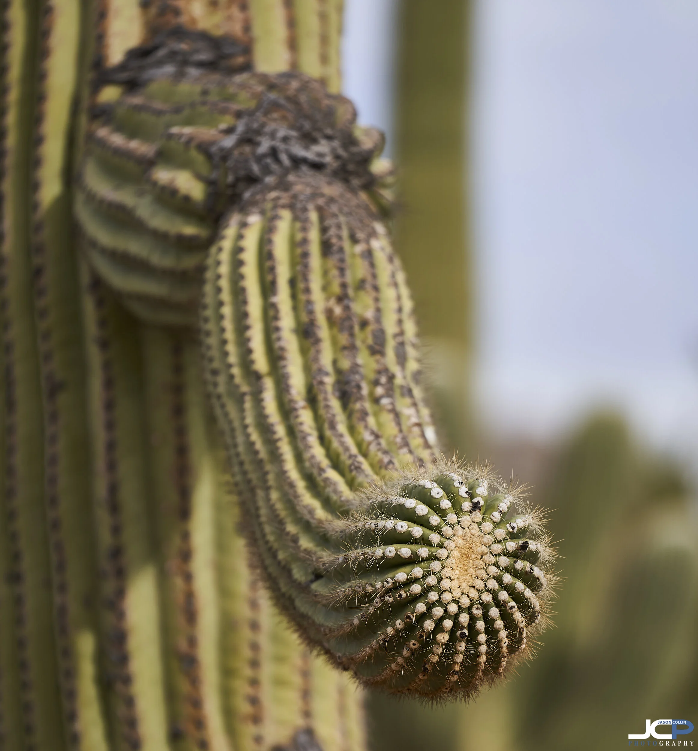 Saguaro Cactus of the Sonoran Desert in Tucson Arizona — Jason Collin ...