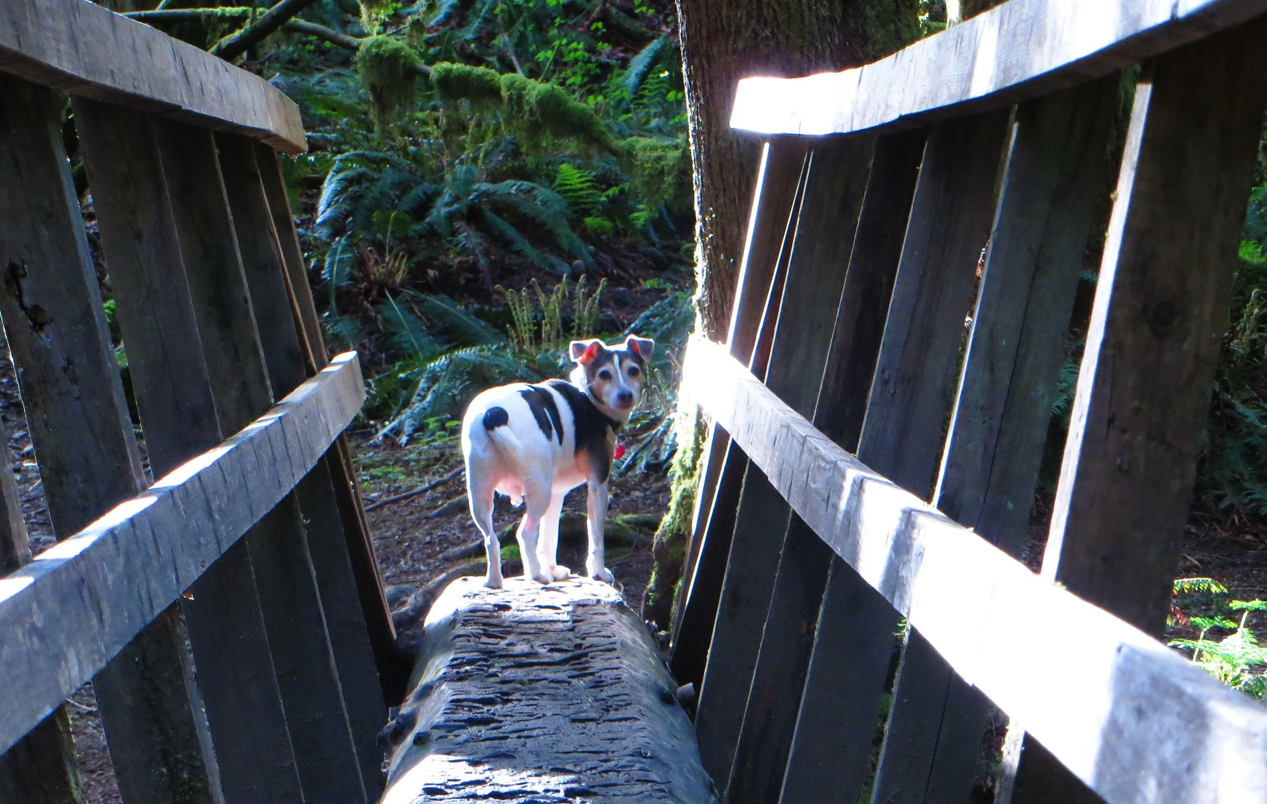 Order a Memorial — Rainbow Bridge Hearts