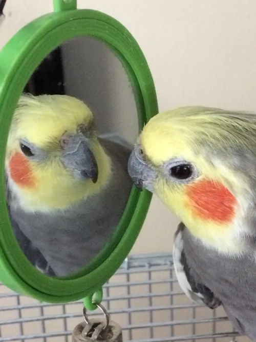 Rainbow Bridge hearts