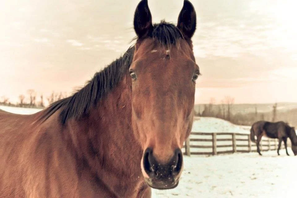 Tracy Rakin & Howie — Rainbow Bridge hearts
