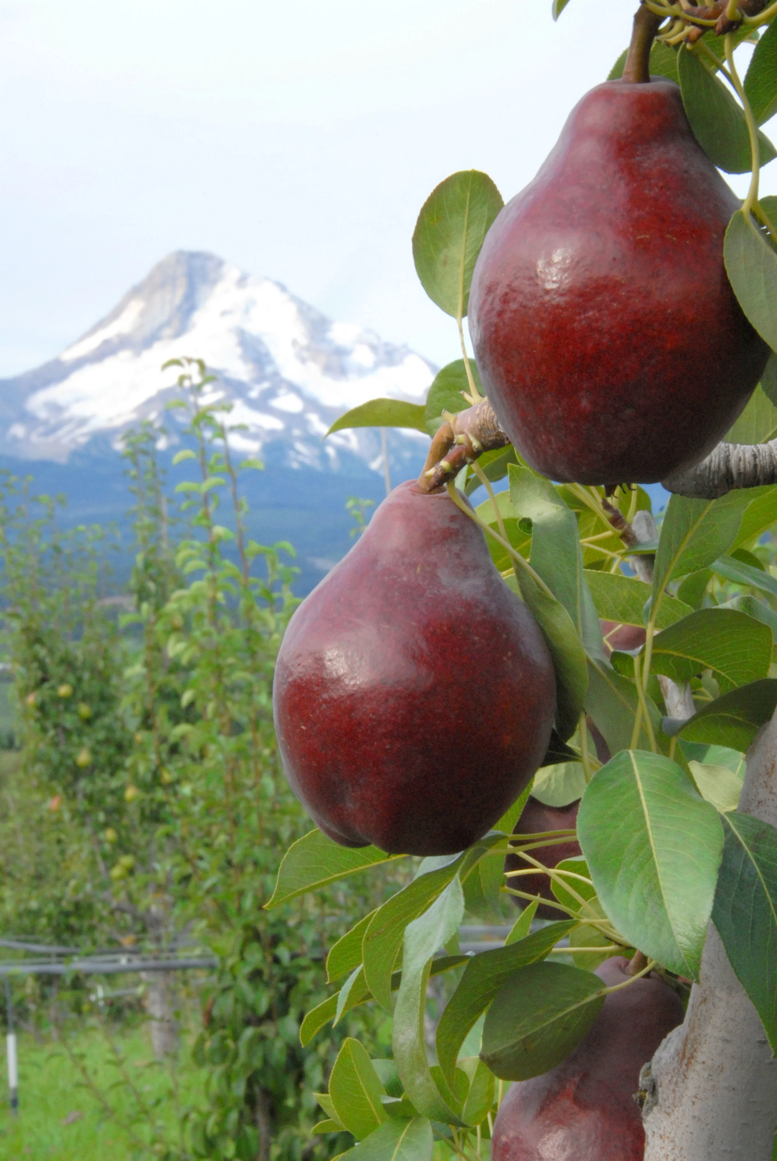 Pears — Viva Tierra — Organic to the Core