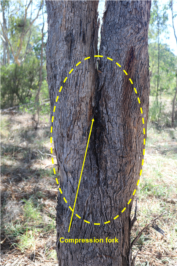 Visual dictionary and advice — Local Tree Care - Albury/Wodonga