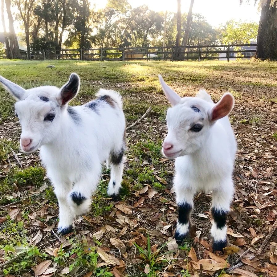 Micro Mini Goat