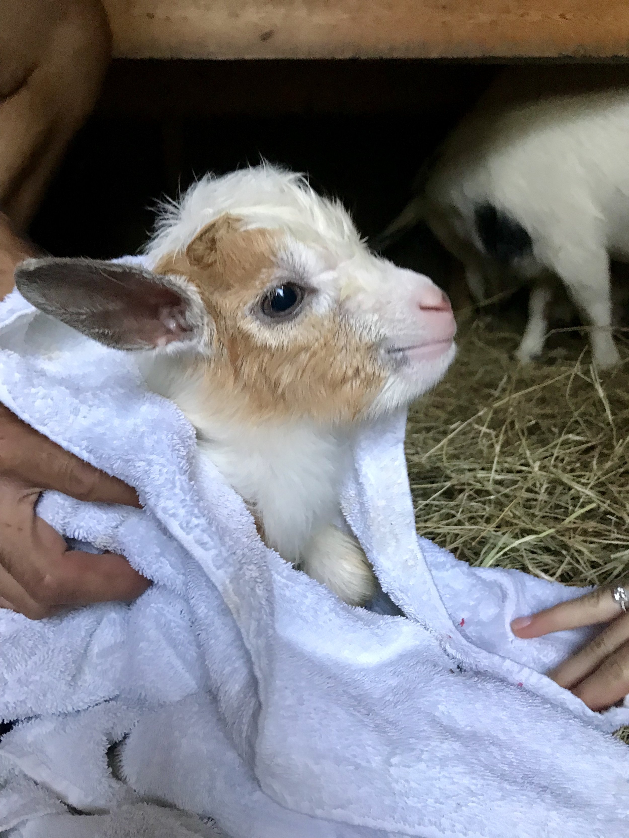 Fallen Oak Farms adorable Dwarf Goats — Tampa Green Houses at Fallen ...