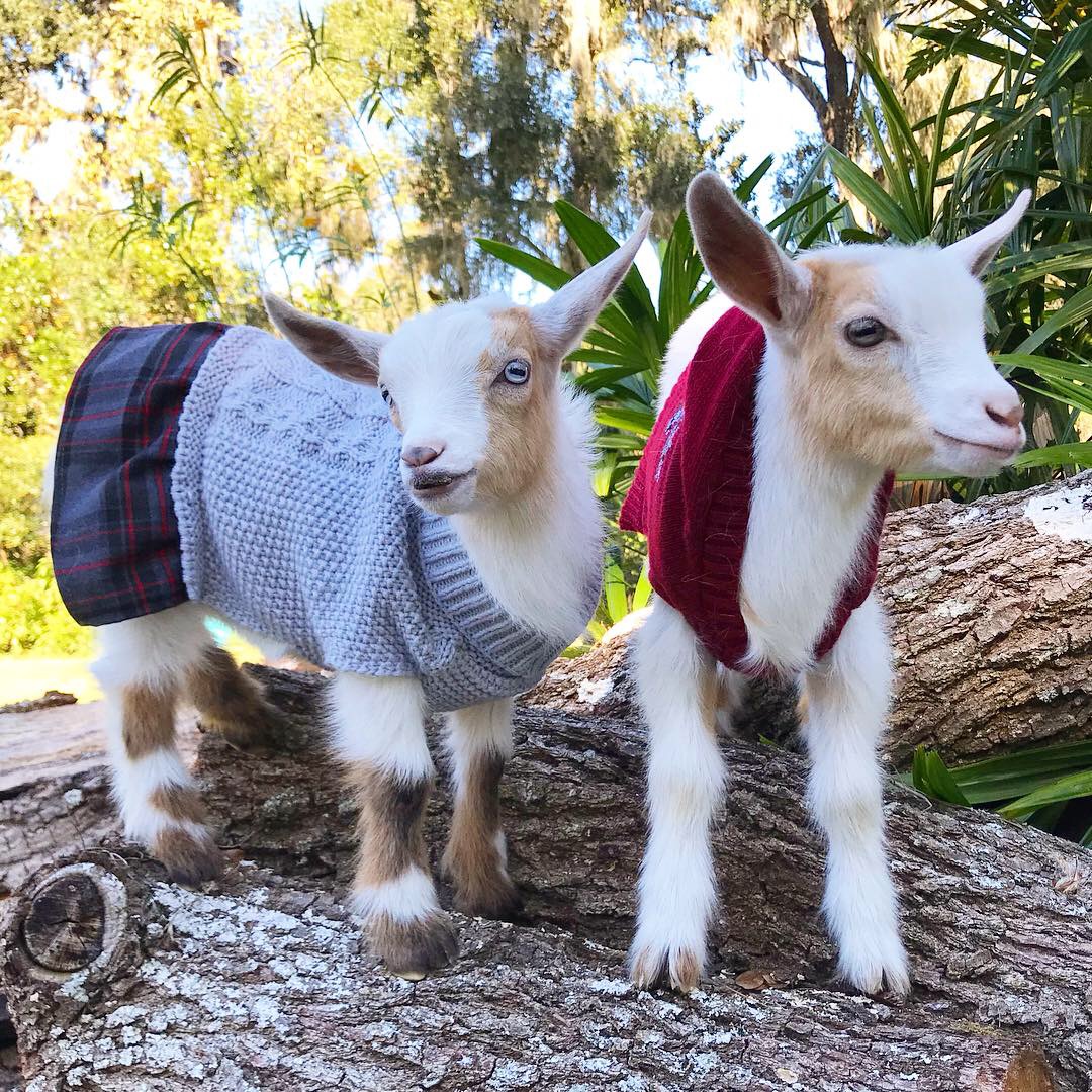 Fallen Oak Farms adorable Dwarf Goats — Tampa Greenhouses at Fallen Oak ...