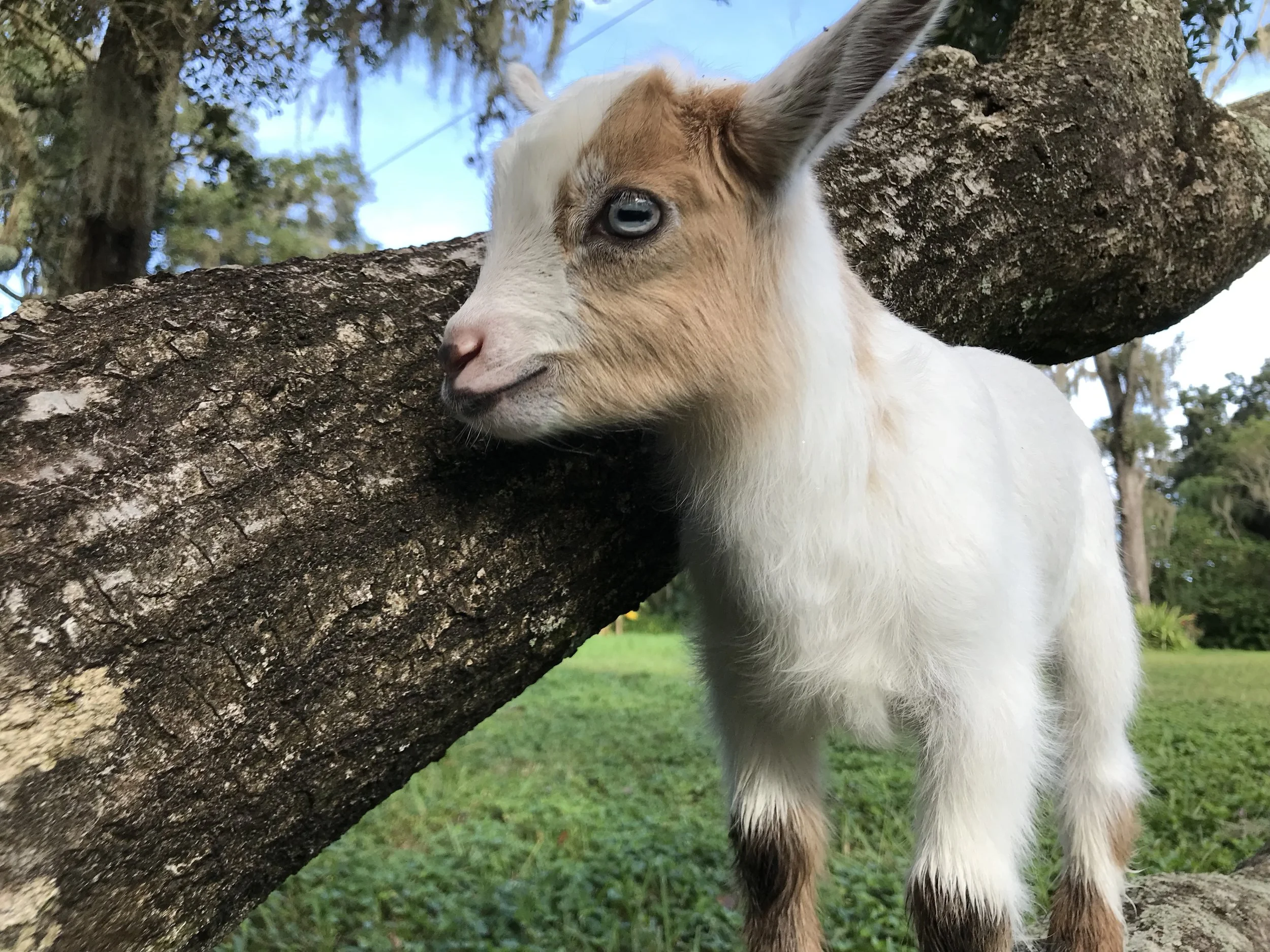 Fallen Oak Farms adorable Dwarf Goats — Tampa Green Houses at Fallen ...