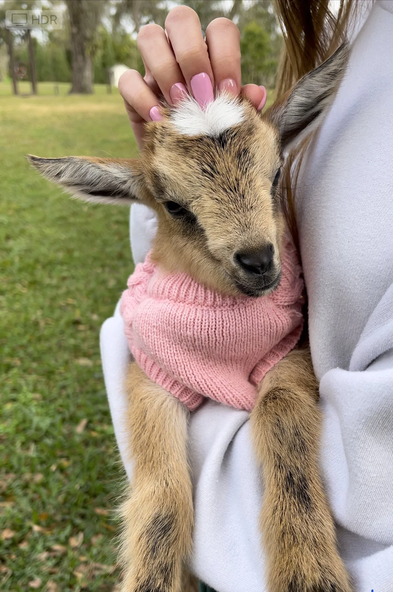Fallen Oak Farms adorable Dwarf Goats — Tampa Green Houses at Fallen ...