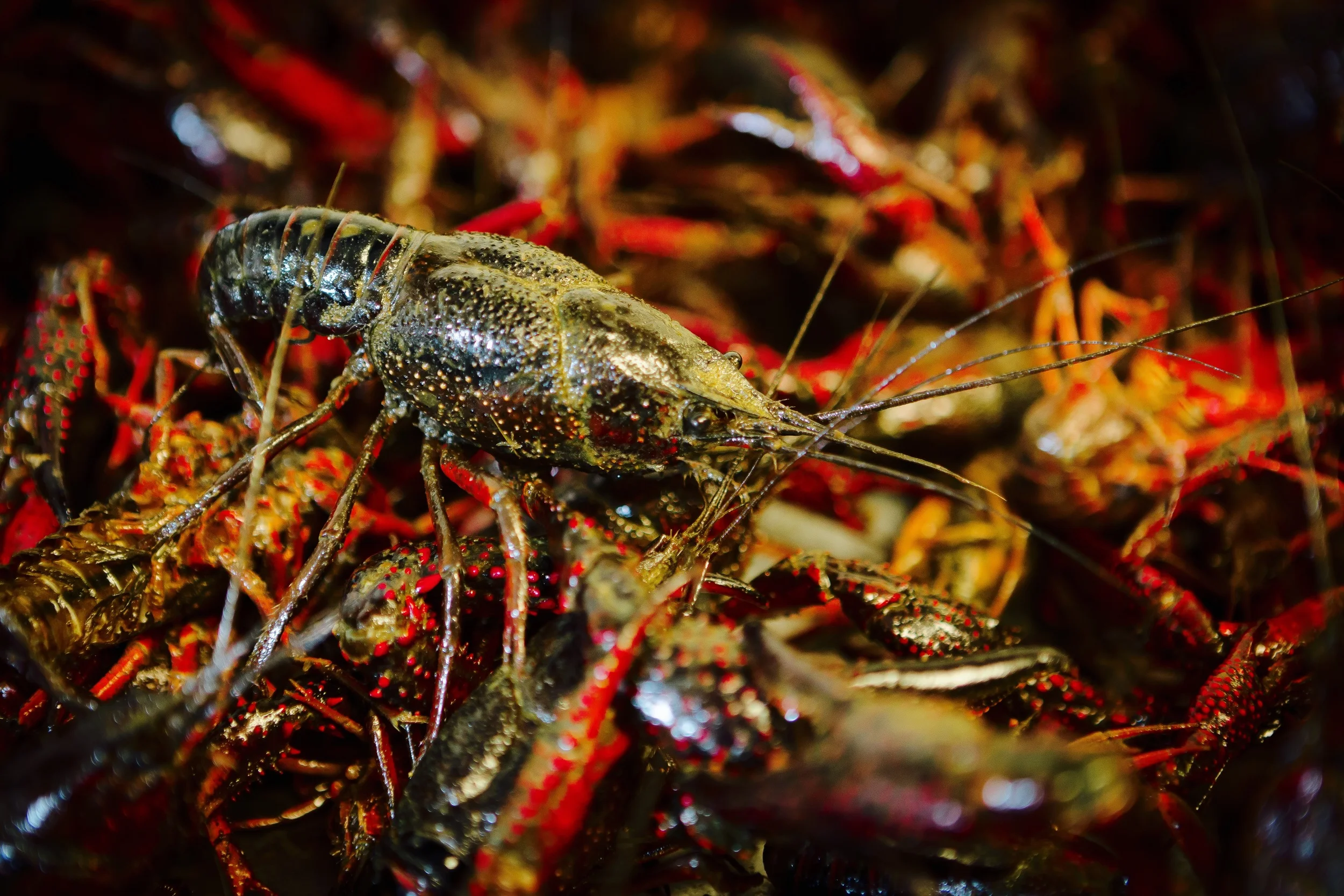 California Crawfish
