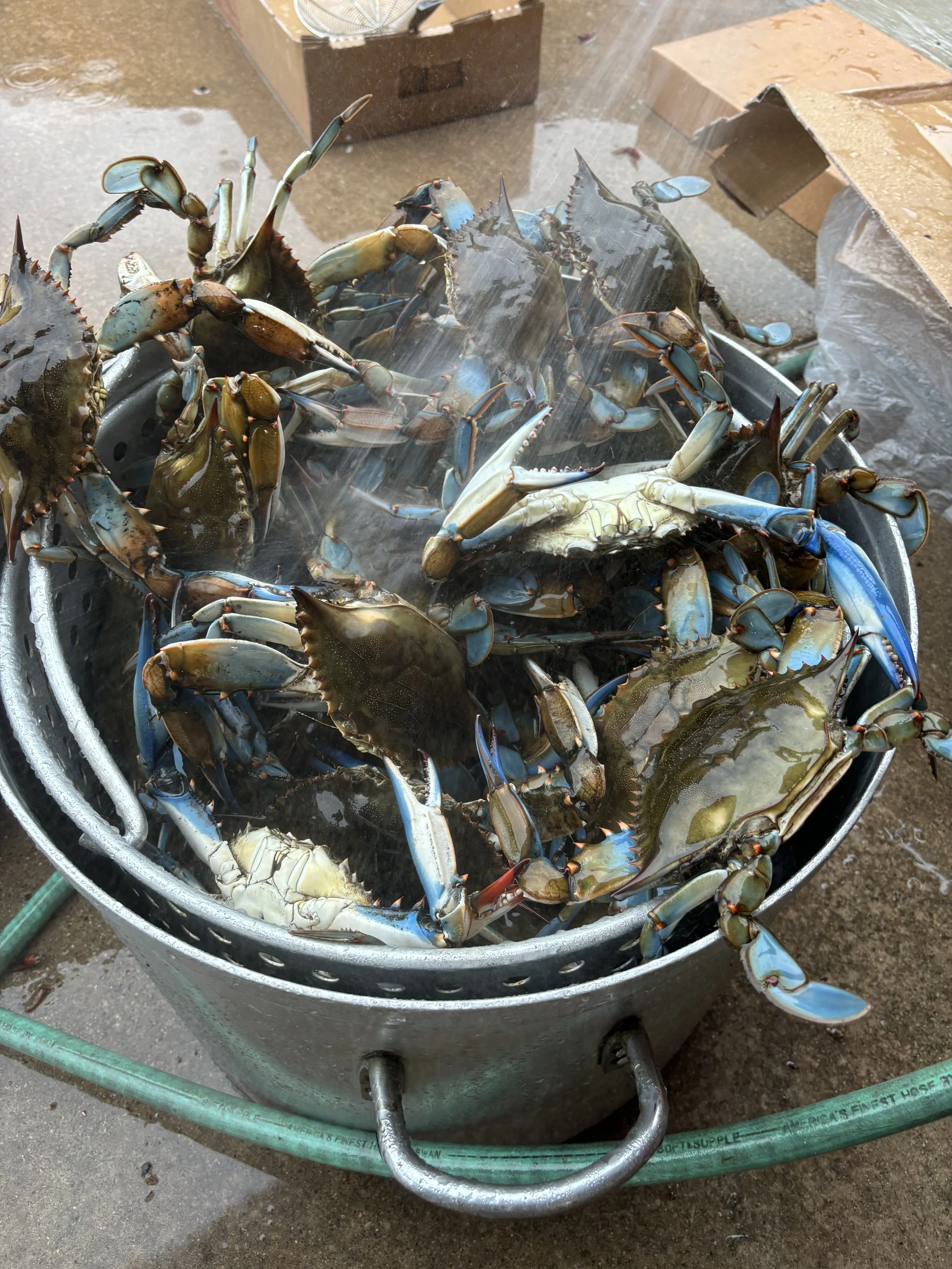 California Crawfish