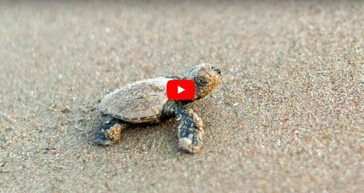 Newborn Baby Turtle