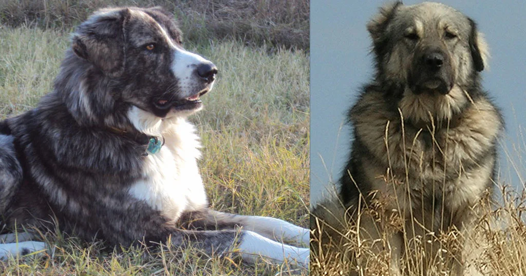 Greek Shepherd: The Greek Guardian Dog That Does Not Tolerate Violent ...