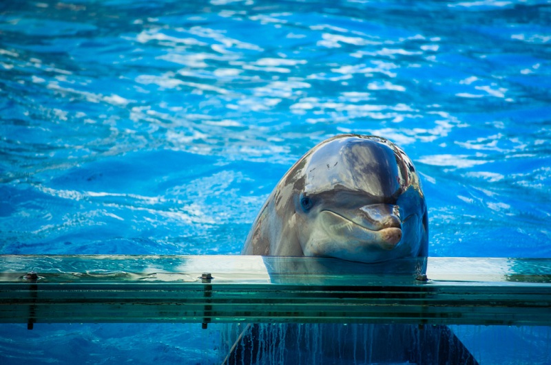 The first sanctuary for dolphins rescued from captivity, opens on Greek ...