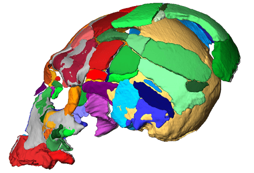 210,000-year-old human skull in Greece is the oldest found outside ...