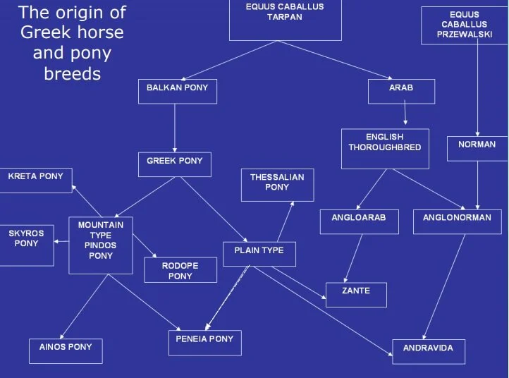 The rare horse and pony breeds of Greece