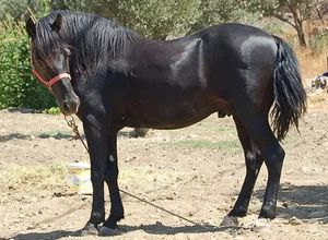 The rare horse and pony breeds of Greece