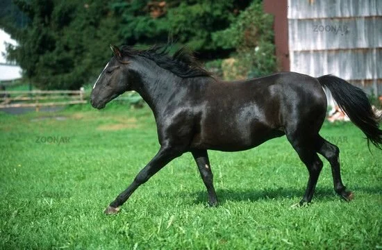 The rare horse and pony breeds of Greece