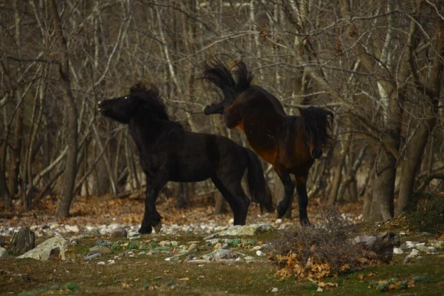 The rare horse and pony breeds of Greece