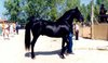 The rare horse and pony breeds of Greece