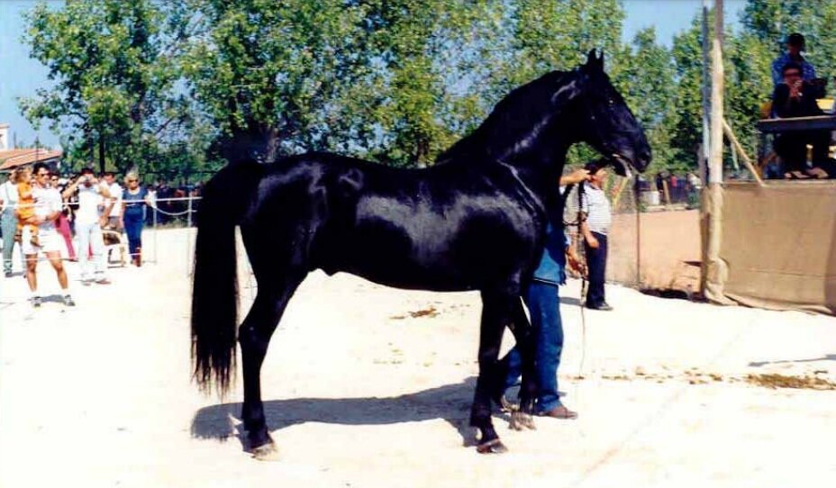 The rare horse and pony breeds of Greece