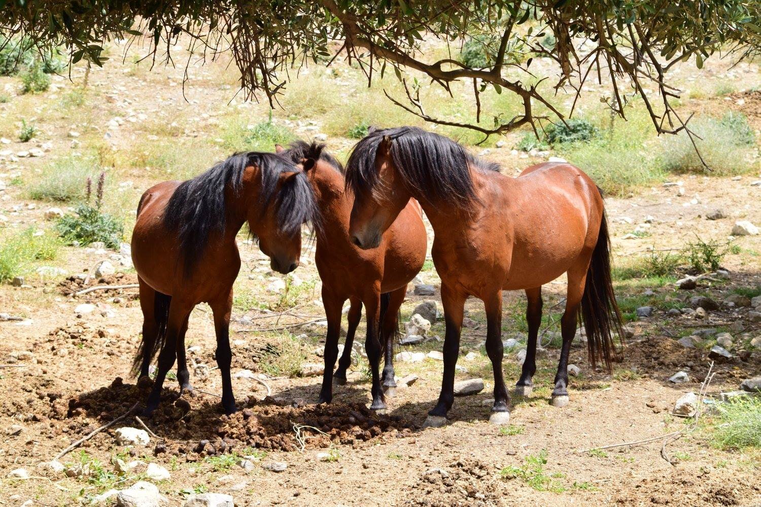 Rare and Endangered Skyrian Horse, Meet the Ancient Greek horse that ...