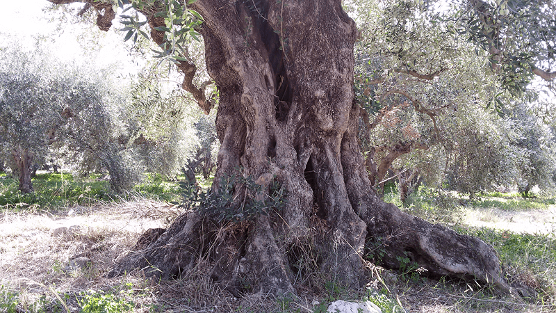Bottle of Olive Oil from Ancient Greek Trees Sells for €510