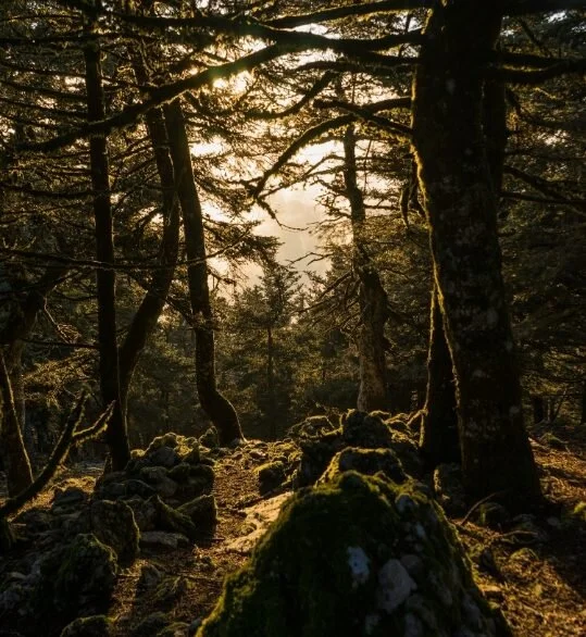 Ainos Forest: Unique in the whole world