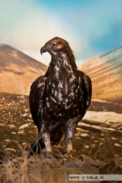 Investigation launched into shooting of golden eagle on Crete, the most ...
