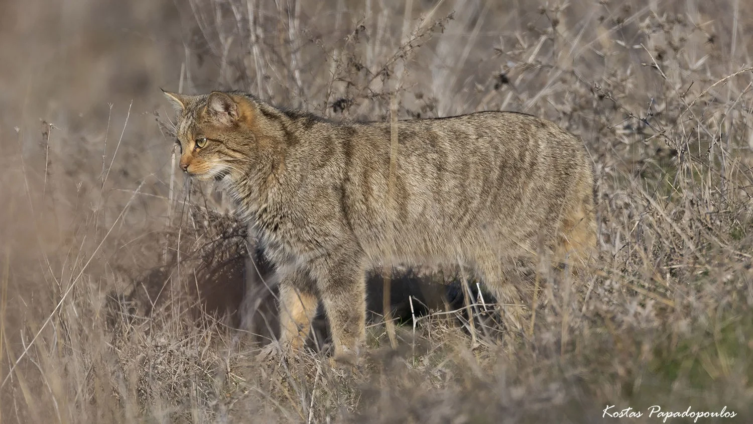 Rare Wildcat Spotted at Lake Kerkini: Greece's Elusive Predator Revealed