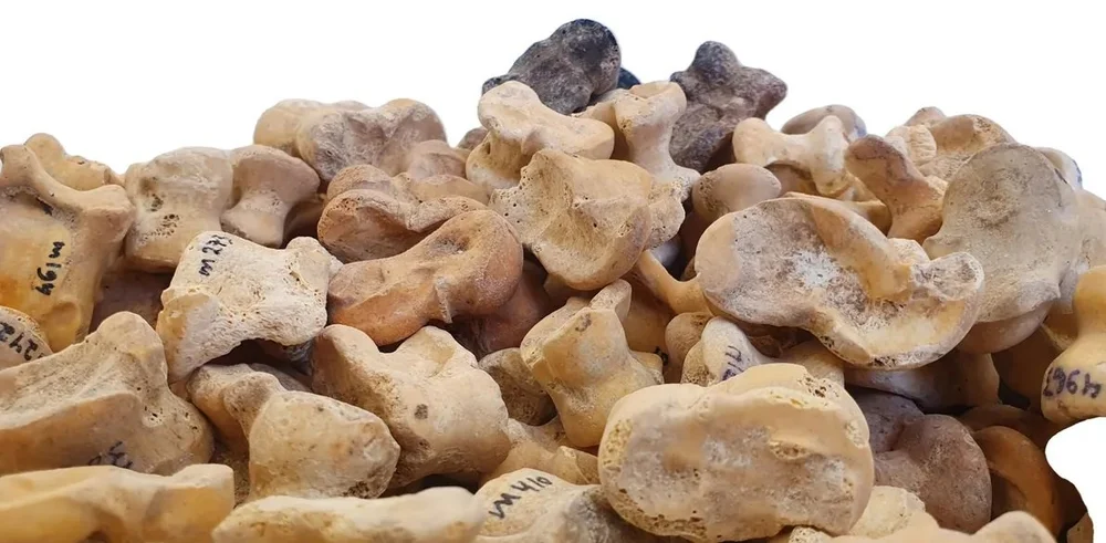 Rare Ancient Bone Game Found Beneath Ancient Hellenic City