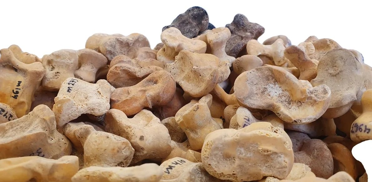 Rare Ancient Bone Game Found Beneath Ancient Hellenic City