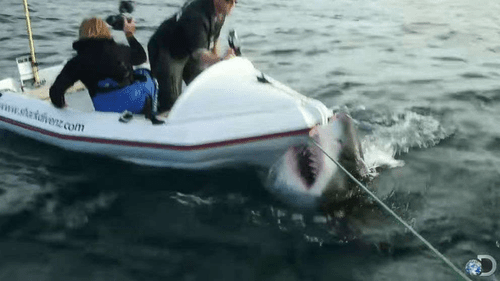 Massive Shark Spotted in Corfu (VIDEO)
