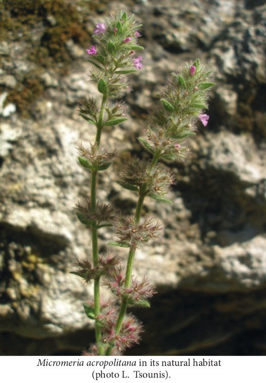 The Rare Flower That Grows Only on the Acropolis of Athens