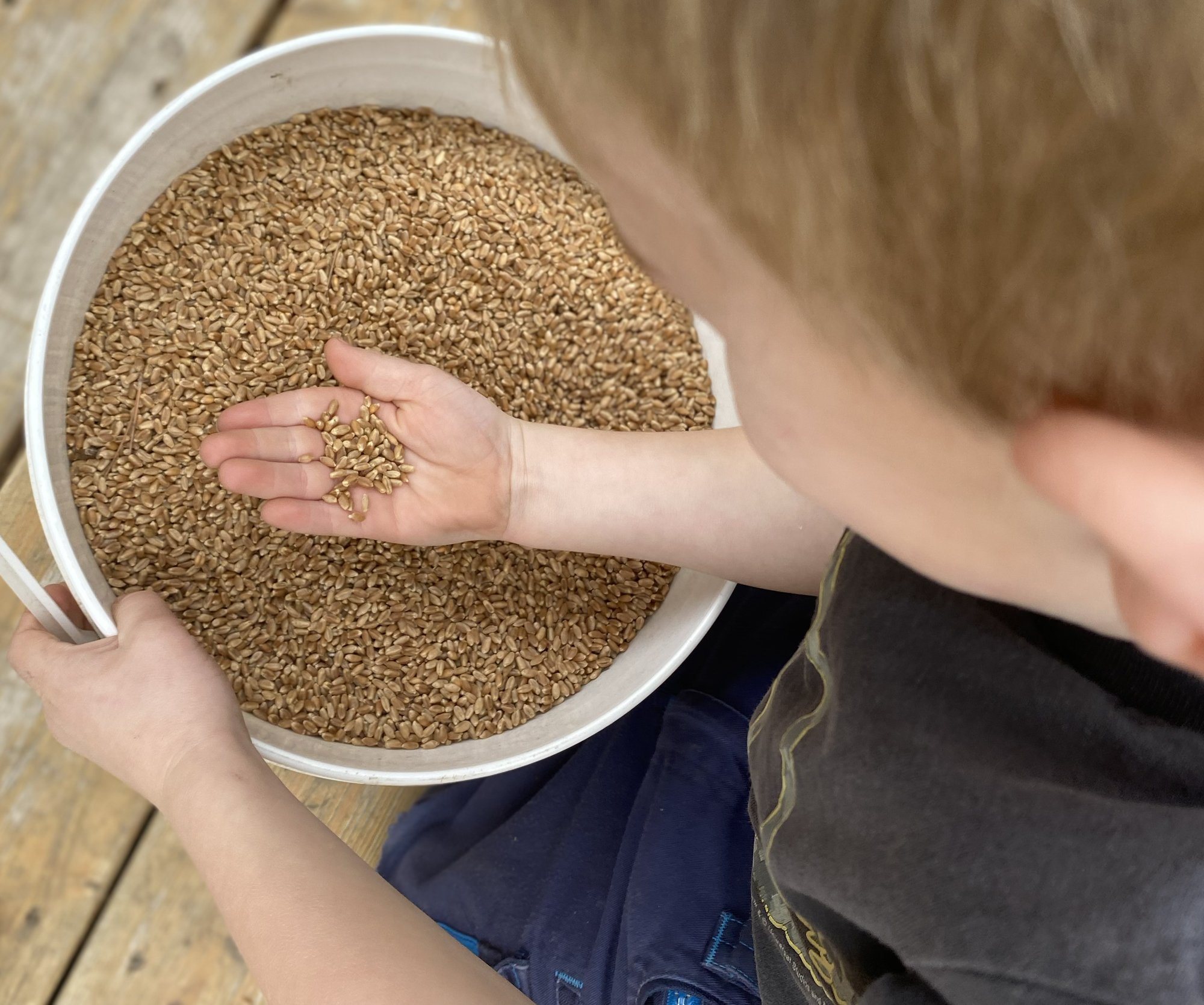 Pedigreed Seed — Foundation Seeds