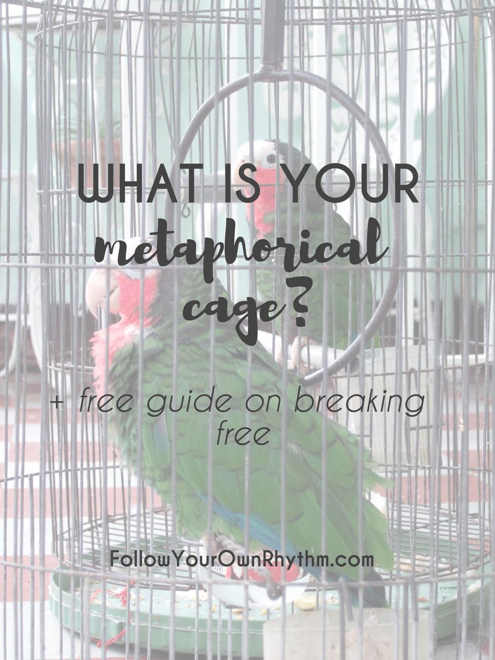What is Your Metaphorical Cage? + free guide on breaking free — Follow ...