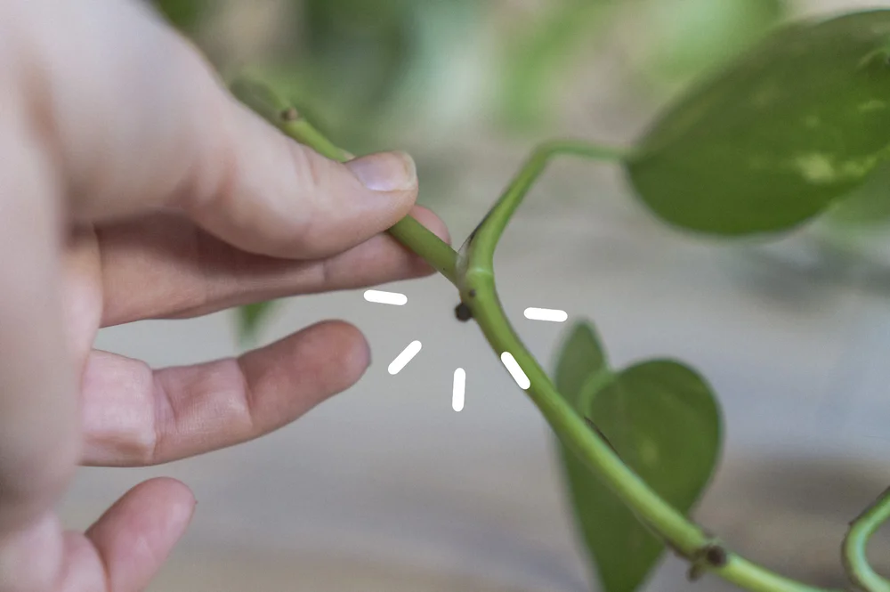 Hvordan: Stiklinger og avleggere — Plantemagasinet Gro