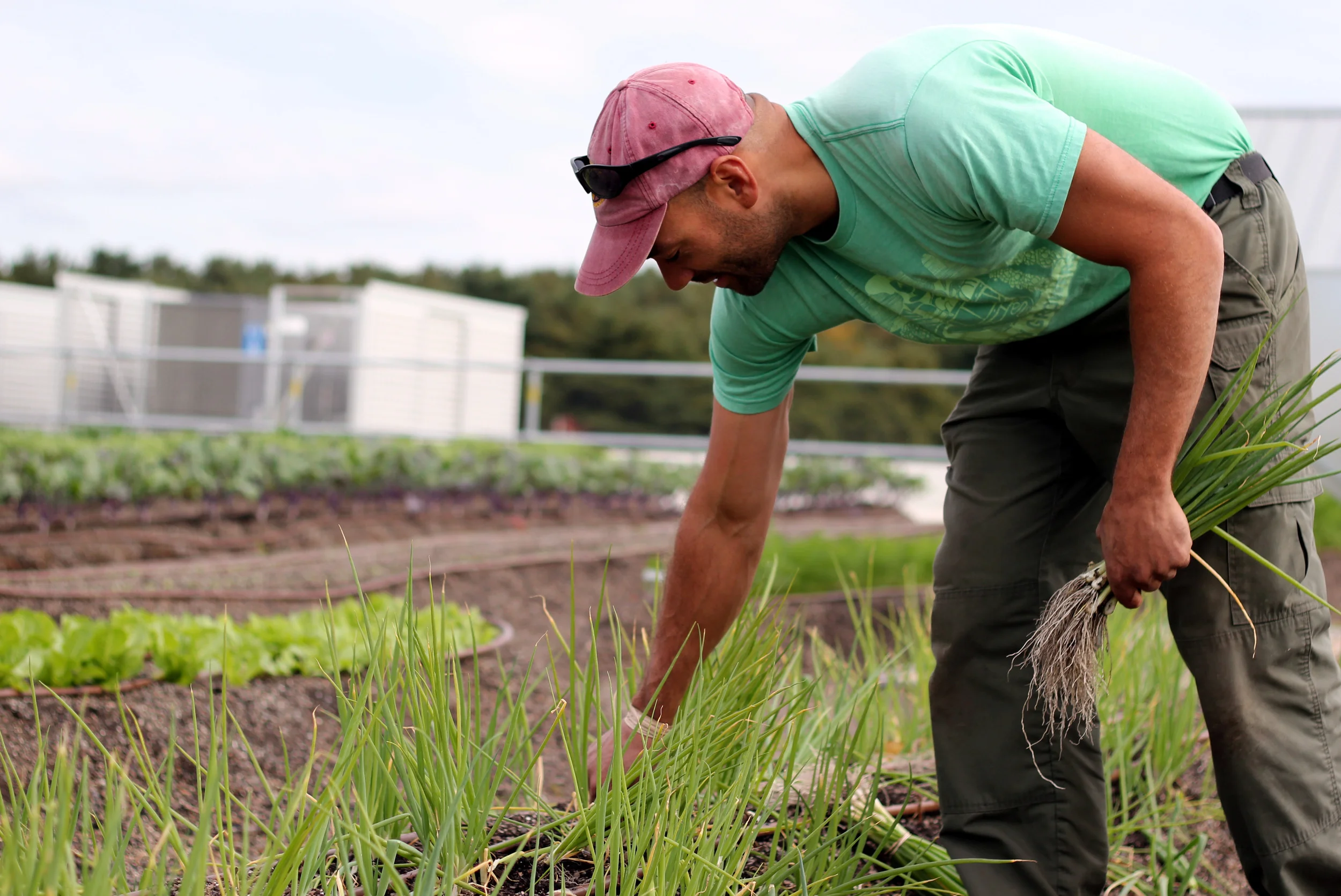 Whole Foods Farm — Recover Green Roofs