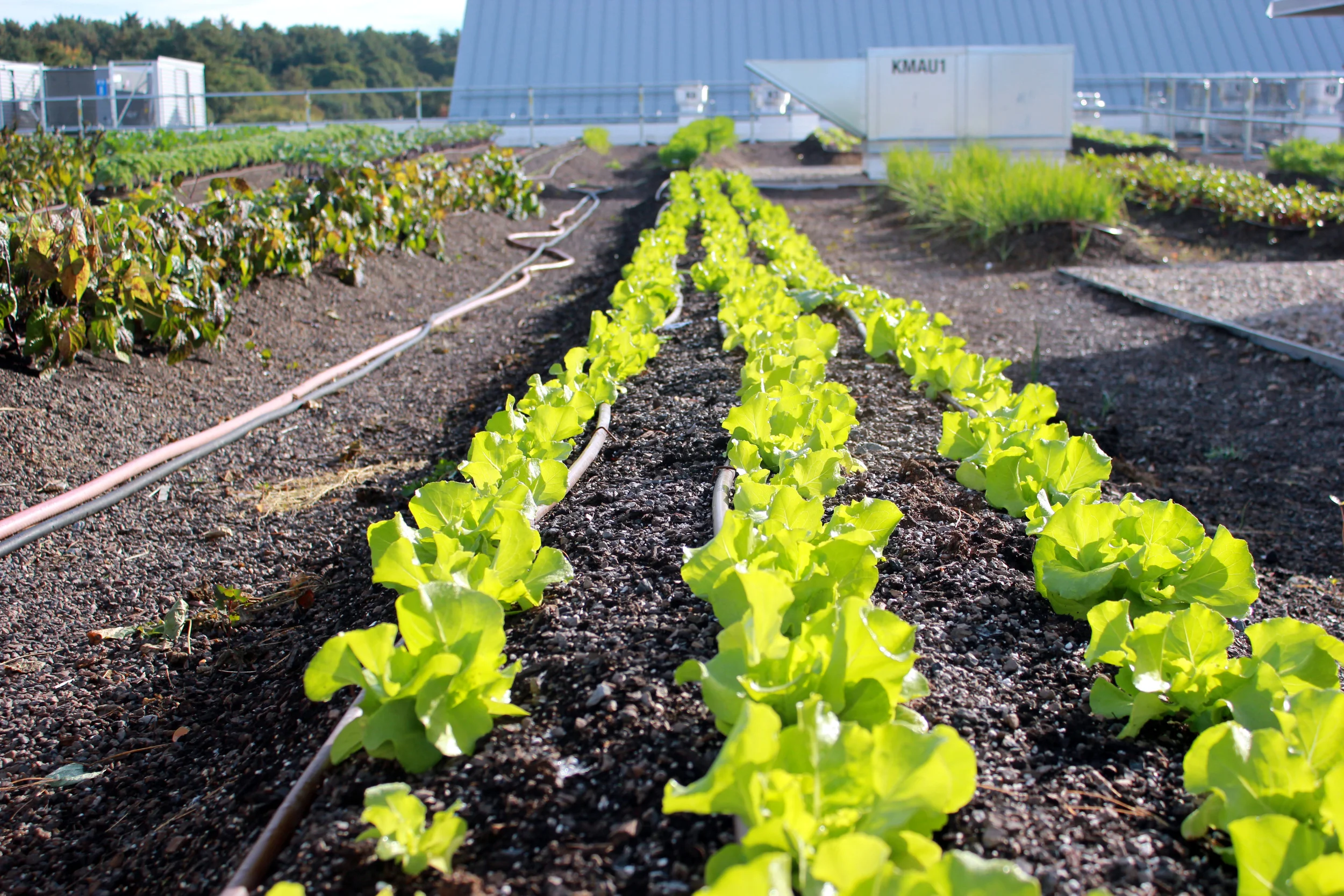 Whole Foods Farm — Recover Green Roofs