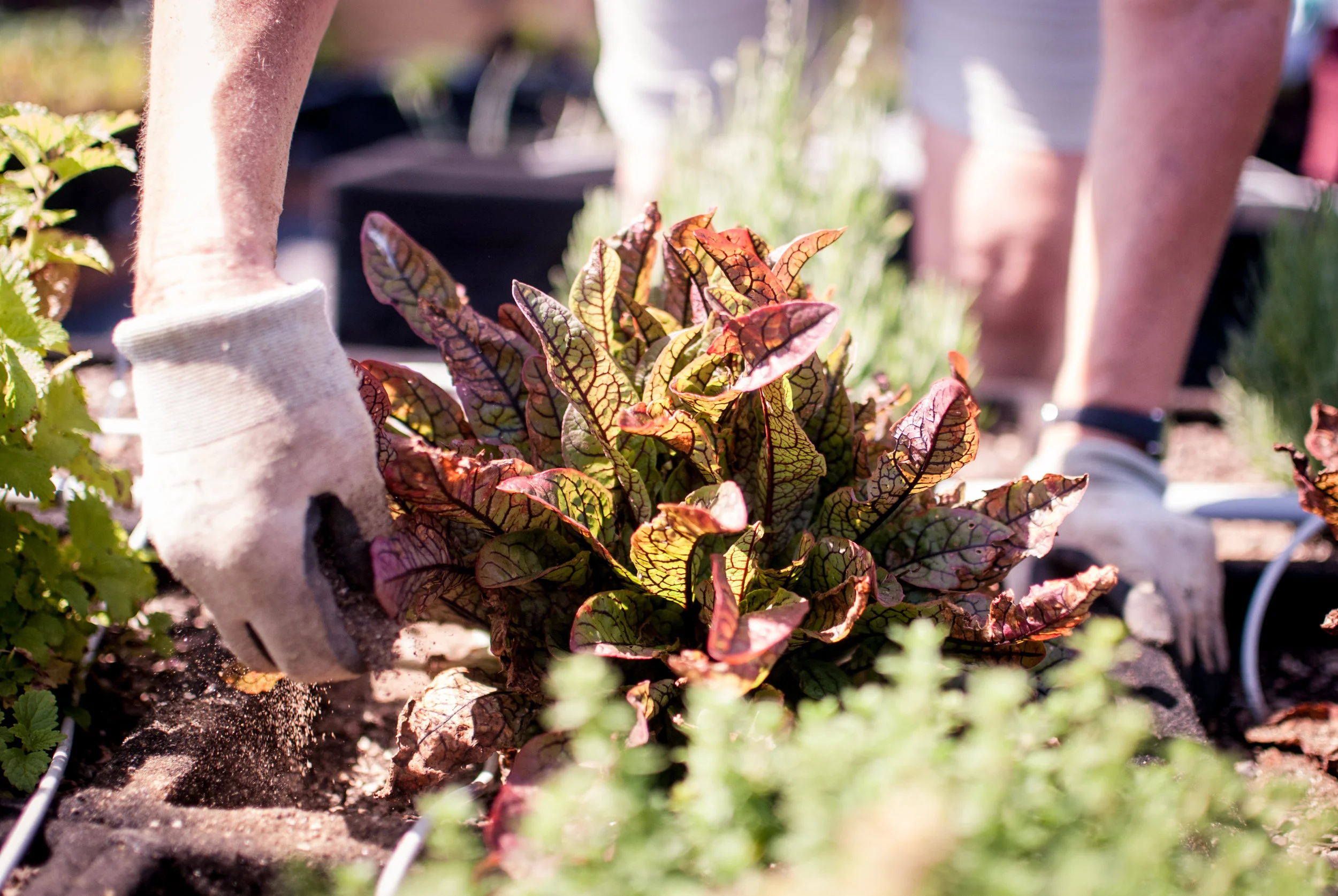 Sally's Rooftop Garden & Terrace — Recover Green Roofs