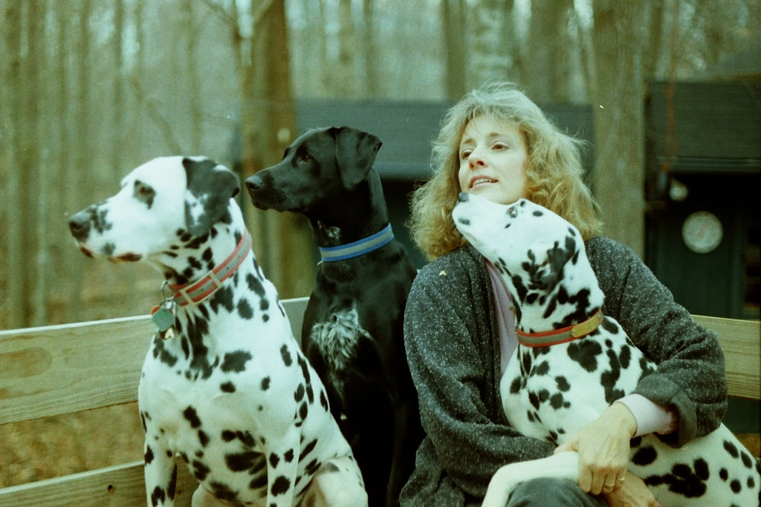 Connie Bombaci is the author of Hogan’s Hope, a deaf dog’s journey ...