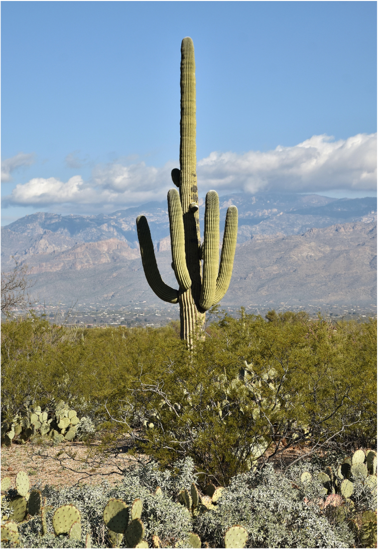 Newsletter — Park Institute of America